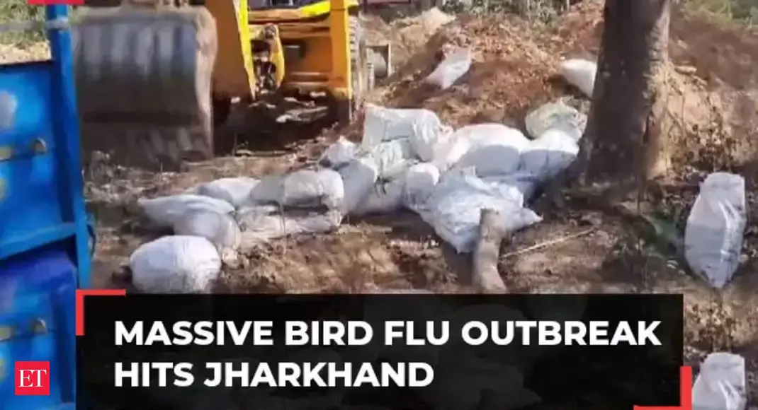 Massive Bird flu outbreak hits Jharkhand, around 4000 birds culled ...