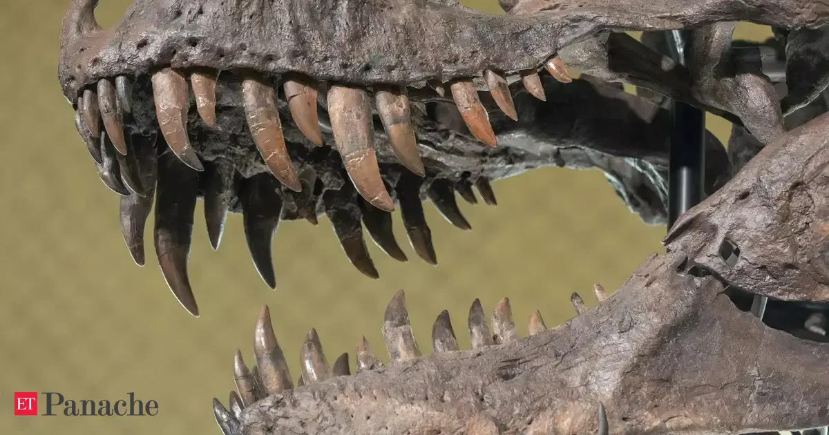 Argentine archaeologists unearth remains of a 90 million-yr old ...