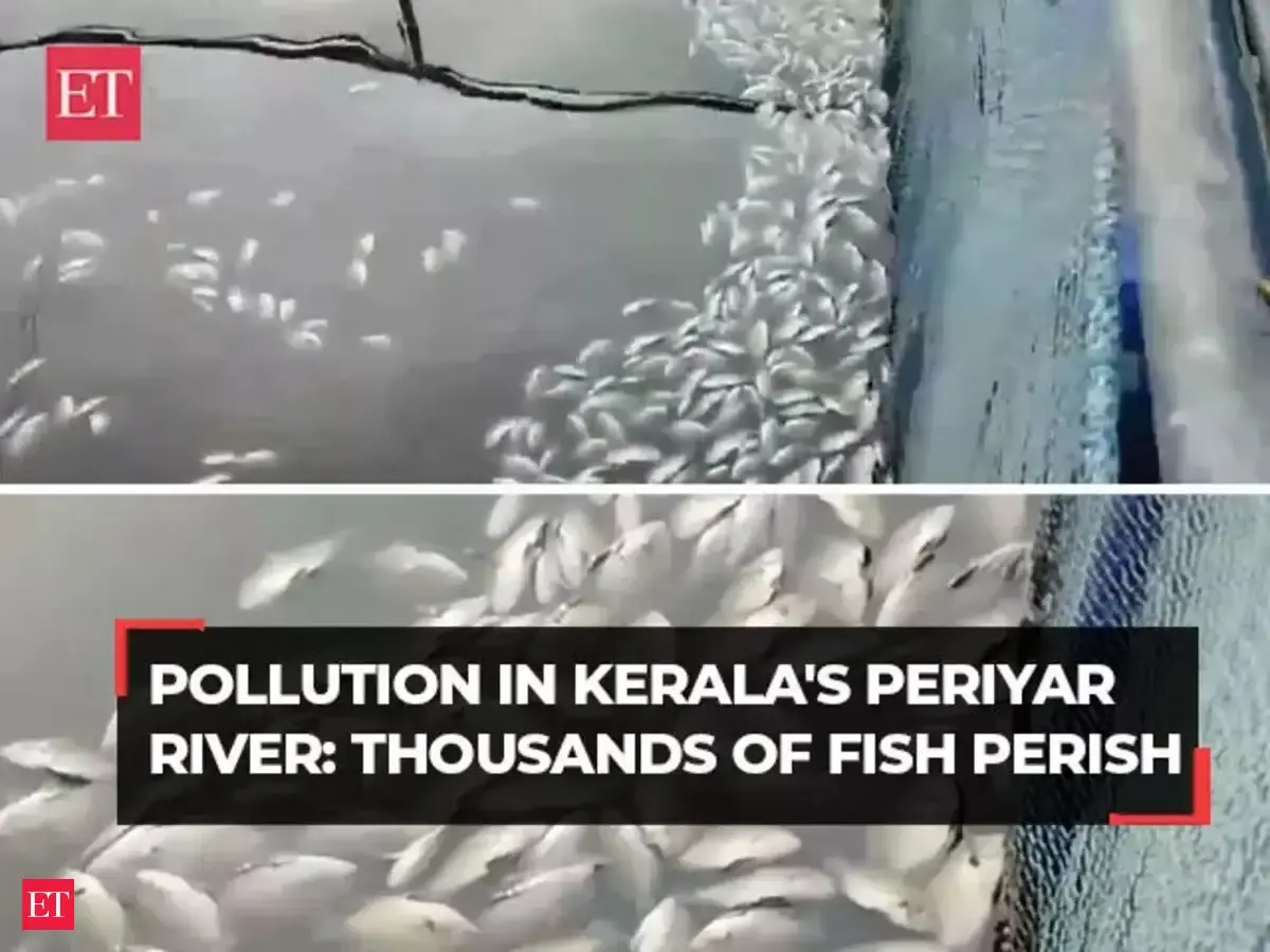 Kerala: Large number of dead fish seen floating in Periyar River ...