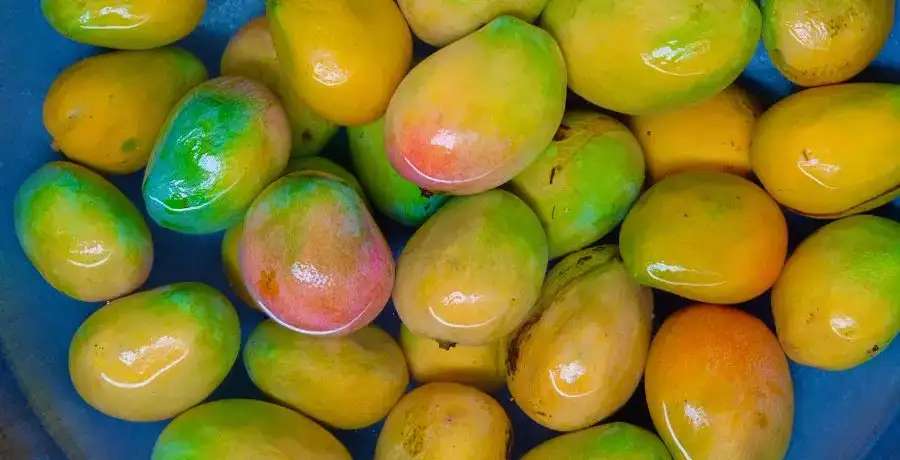 Calcium carbide: Used to ripen mangoes, banned in India; side effects ...