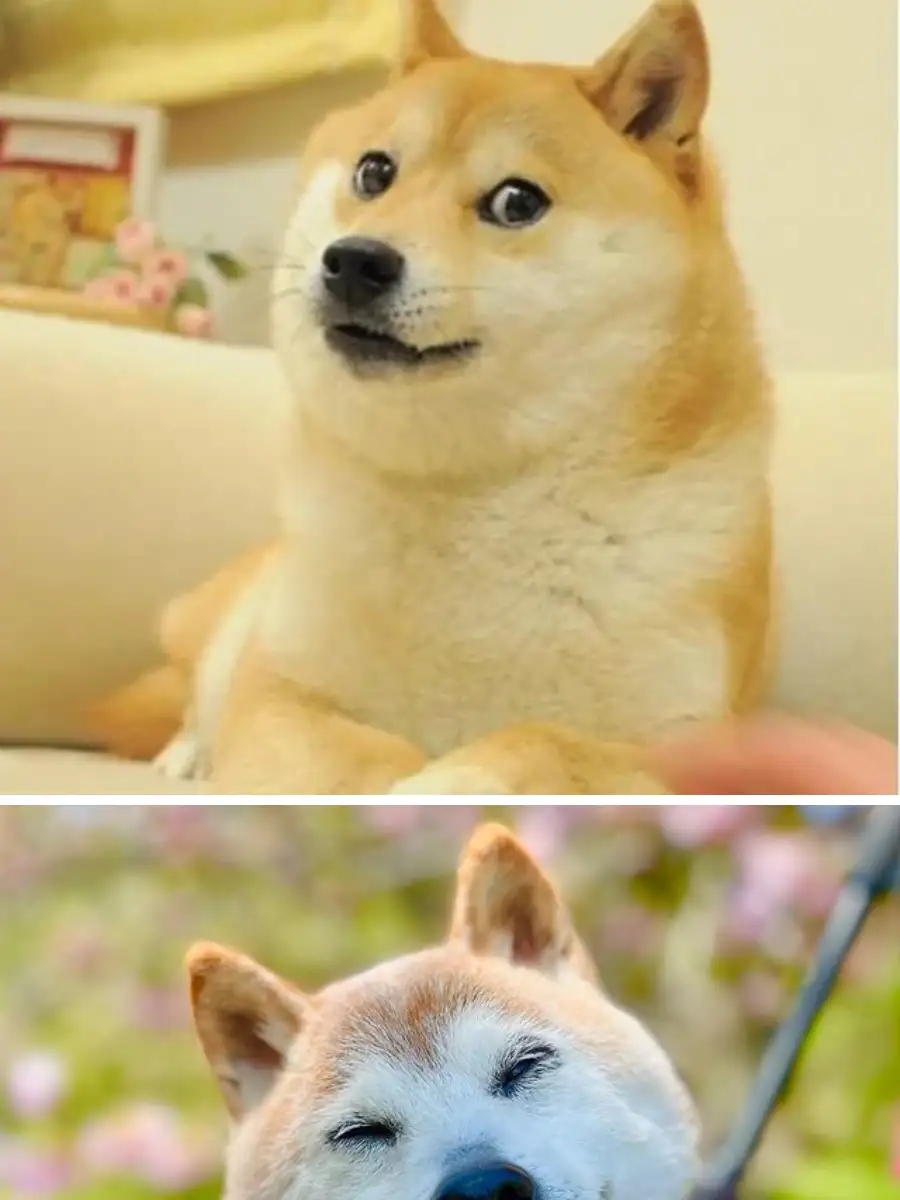Dogecoin dog death: Kabosu, The Iconic Dogecoin Meme Dog, Dies: How a ...