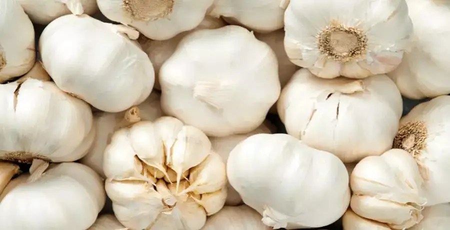 Garlic for weight loss: When to eat? How to have raw garlic to lose ...