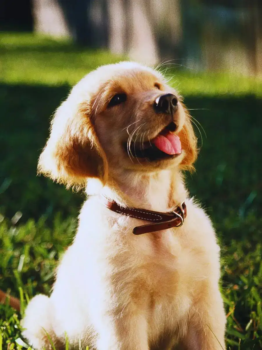 Gentle Guardians: 10 Emotionally Attuned Dog Breeds That Touch Hearts ...