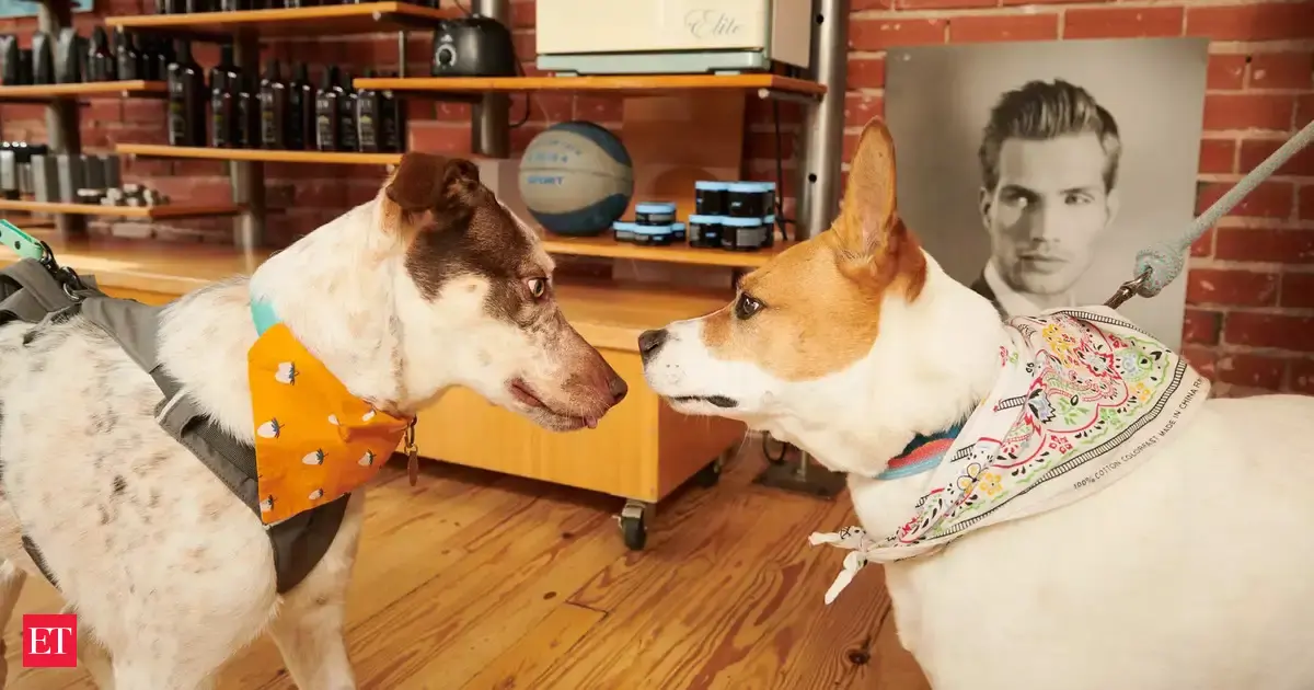 china pets marriage: In China, dog and cat weddings soar as govt ...