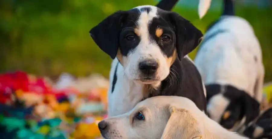 10 Indian dog breeds perfect to keep as pets | EconomicTimes