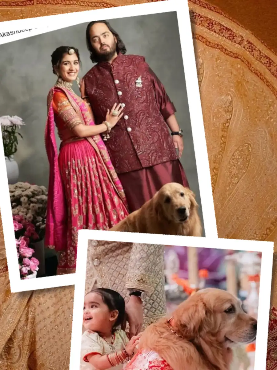 Check Out Designer Dresses of Ambani Family Dogs - Happy and Popcorn ...