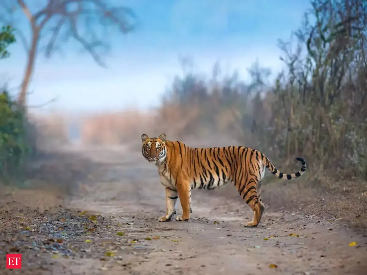 Humans killed in tiger attacks - Over 600 tigers died in India: When ...