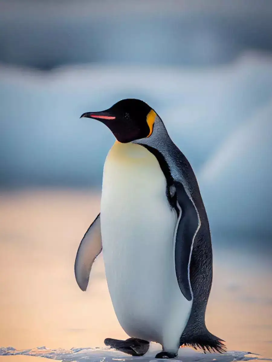 10 Flightless Birds That Will Change Your Perception Of Evolution ...