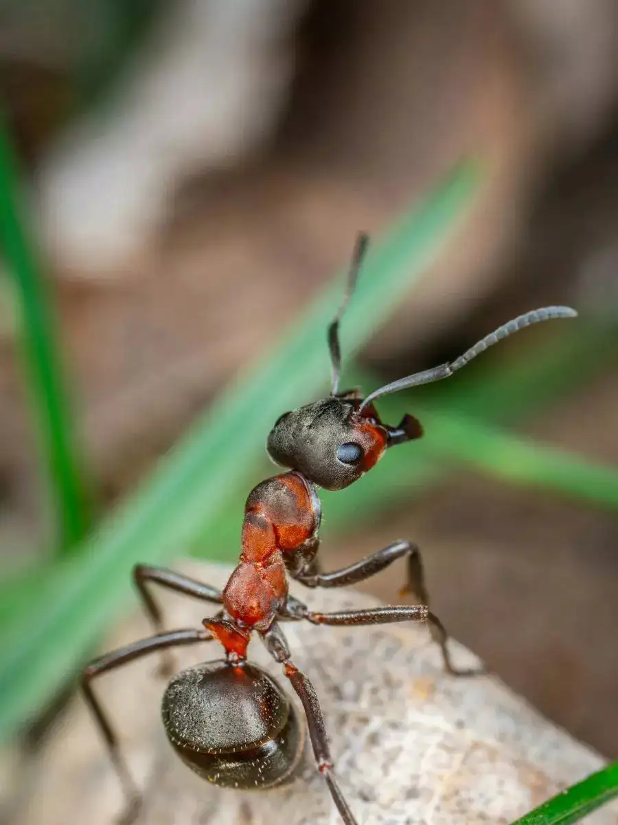 Ant Facts That Will Surprise You: From Supercolonies To Bullet Stings ...