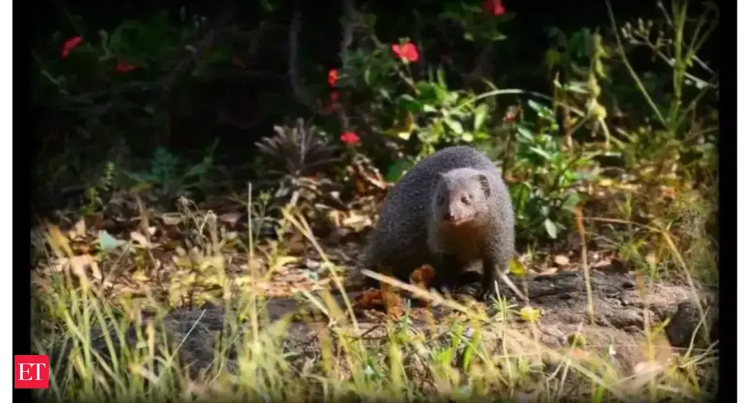 Japanese island eradicates rabbit-killing mongoose - The Economic Times