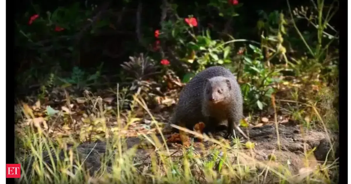Japanese island eradicates rabbit-killing mongoose - The Economic Times