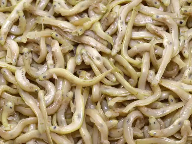 What is Shirouo, the Japanese dish with a dancing element that’s ...