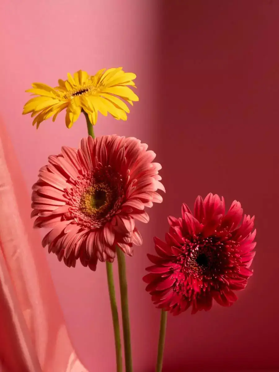 The Power Of Petals: 10 Flowers That Represent Strength | NewsPoint