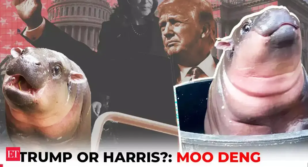 Viral Thai hippo Moo Deng predicts victory for Donald Trump ahead of ...