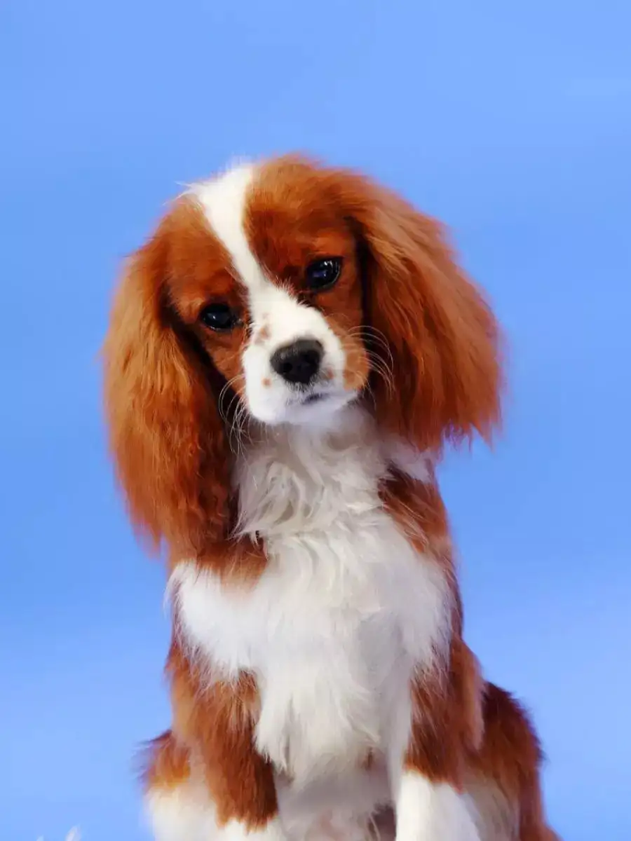 Top 10 Calmest Dog Breeds For A Peaceful Life | NewsPoint