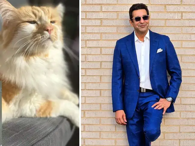 Meet Wasim Akram's cat Leo that just got a Rs 2 lakh haircut. Cricket ...