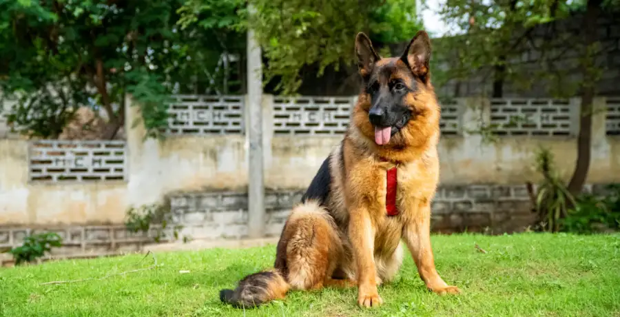 9 best guard dog breeds to keep your home safe | EconomicTimes