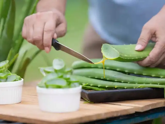 How to make Aloe Vera gel at home: 6 easy steps for winter skin care ...