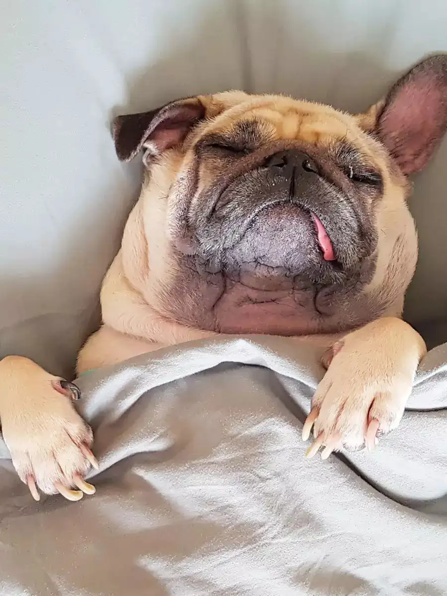 8 Laziest Dog Breeds Who Love To Relax | EconomicTimes