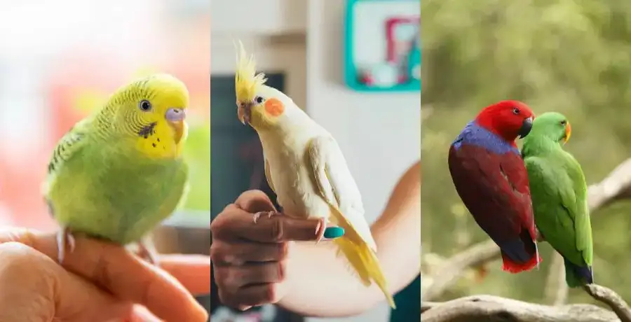 8 pet birds that are super easy to train | EconomicTimes
