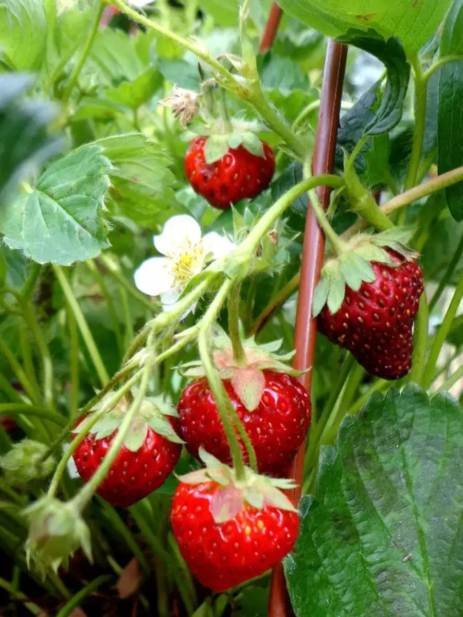 How to grow strawberries in a pot: A complete guide | EconomicTimes