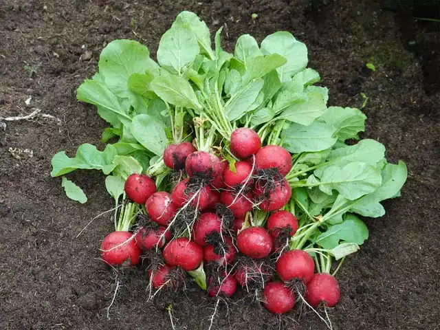 Mooli Patta: Don't thow them away – 6 amazing health benefits you ...