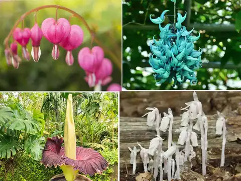 Rare Flowers In The World 10 Interesting Facts About Flowers