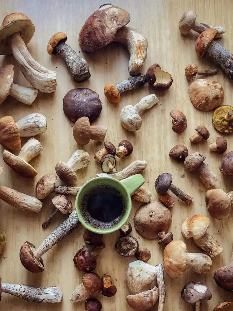 8 Surprising Benefits Of Mushroom Coffee You Need To Know Economictimes