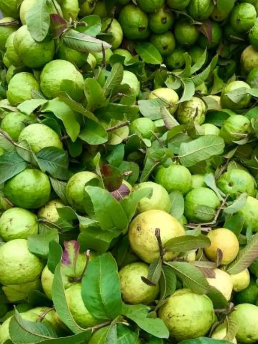 8 health benefits of eating guava leaves | EconomicTimes
