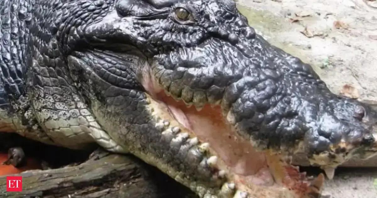 crocodile burt dies: Burt, the Iconic Crocodile from ‘Crocodile Dundee,’ Dies at the Age of Over ...