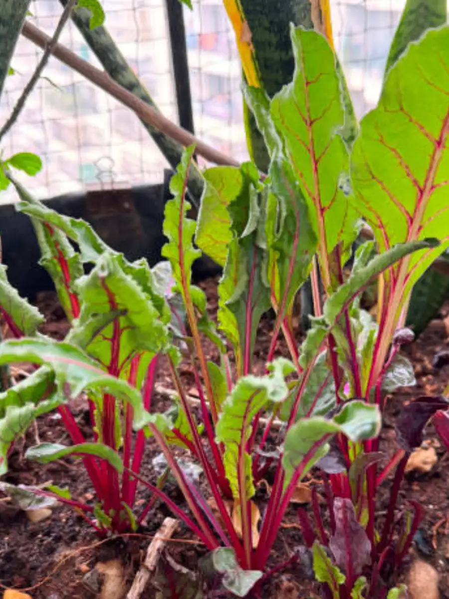 How to grow beetroot at home? 8 easy steps | EconomicTimes