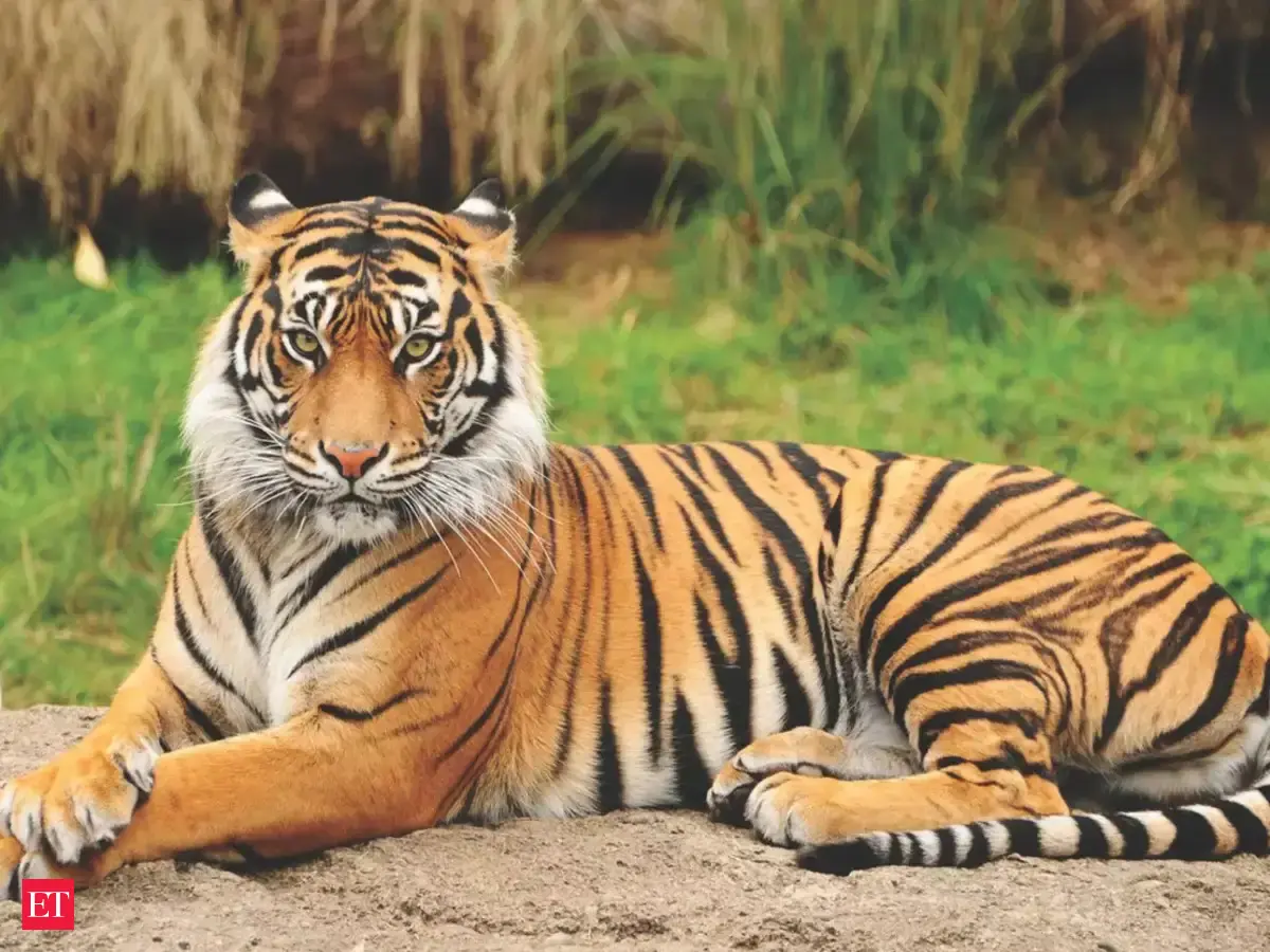 5 animals to spot in Jim Corbett national park this winter - Royal ...