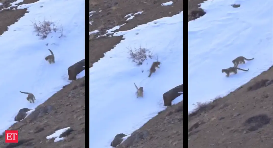'Fleeting dance of wild joy': Video captures two rare snow leopards ...