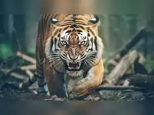 Kerala govt declares Wayanad Tiger a man-eater after fatal attack on ...