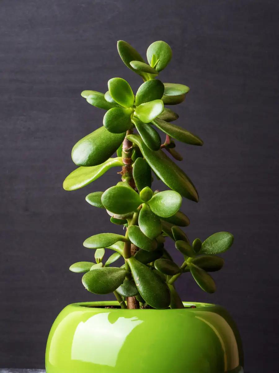 8 benefits of jade plants in children's room | EconomicTimes