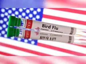 bird flu: Bird flu returns: Is it airborne now? - The Economic Times