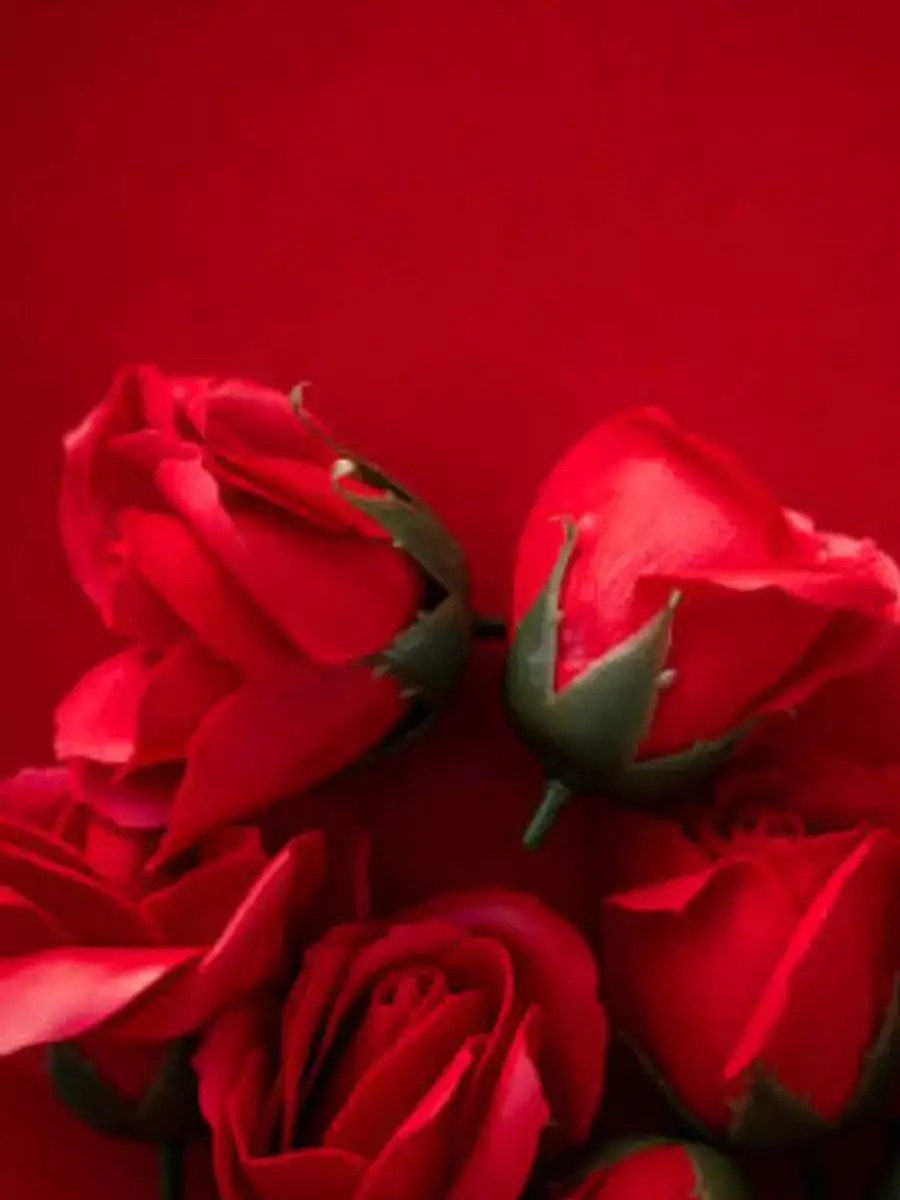 Roses for every relationship: Make this rose day extra special ...