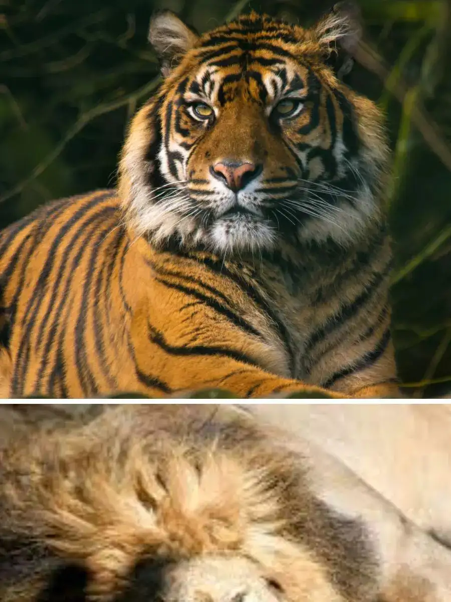8 Rare and Endangered Animals Found Only In India | EconomicTimes
