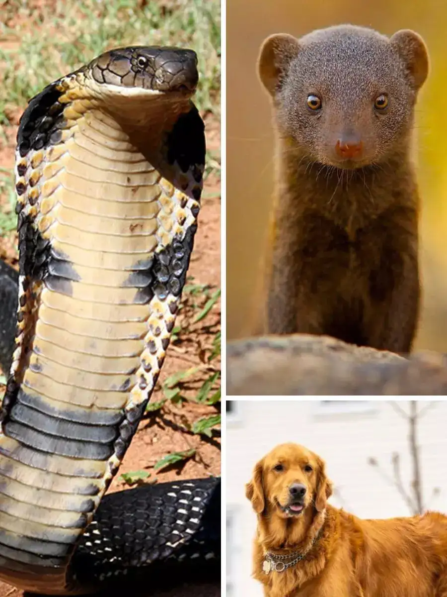 Not Just Mongoose. 5 Other Animals Snakes Fear The Most | EconomicTimes
