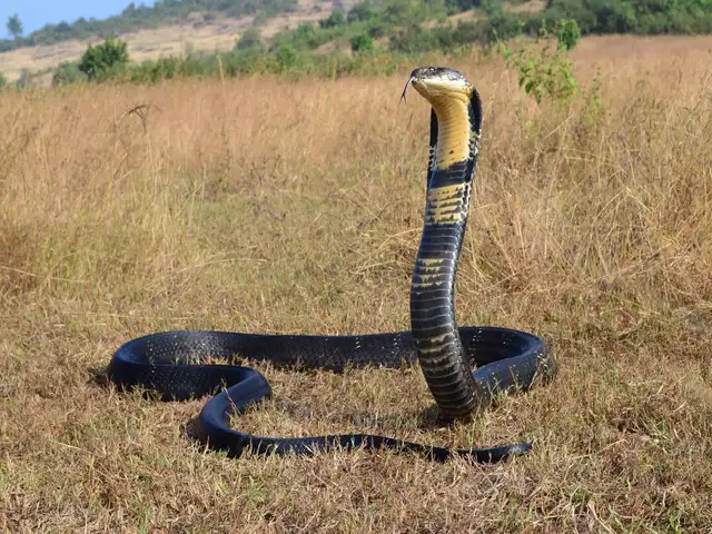 Snakes Philippine Cobra