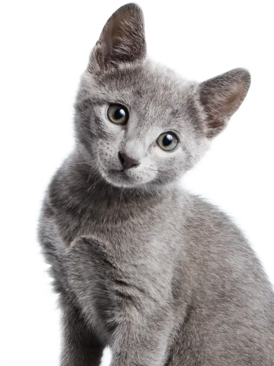 8 stunning silver animals that will mesmerise you | EconomicTimes