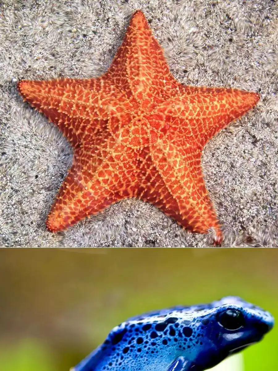 8 Animals That Can Change Their Gender | EconomicTimes