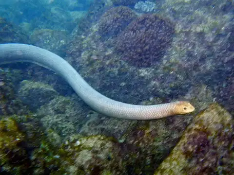 Belchers Sea Snake