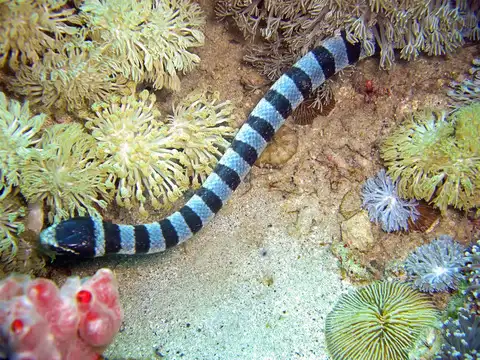 Stokes Sea Snake Size