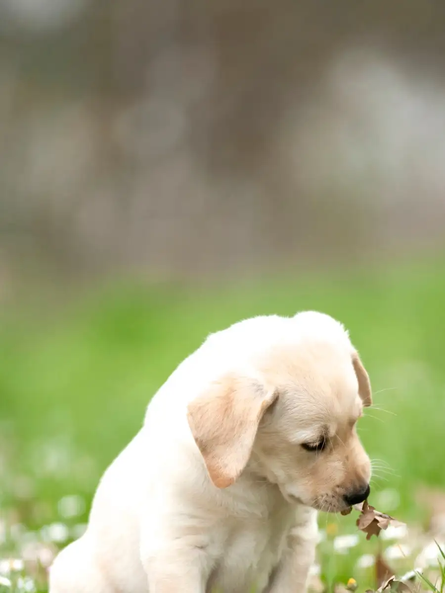 8 fun activities to keep your Labrador Retriever healthy and happy ...