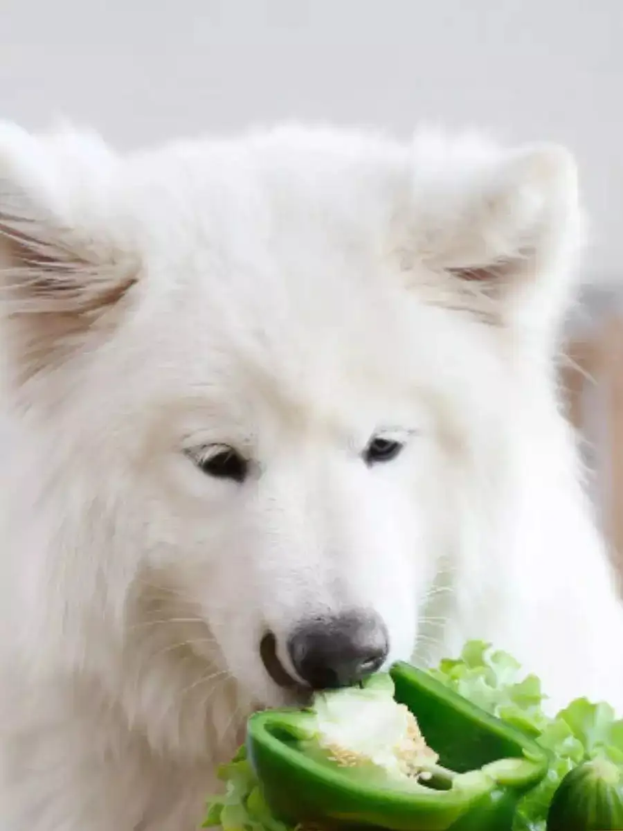 10 Dog Friendly Vegetables To Feed Your Furry BFF | EconomicTimes