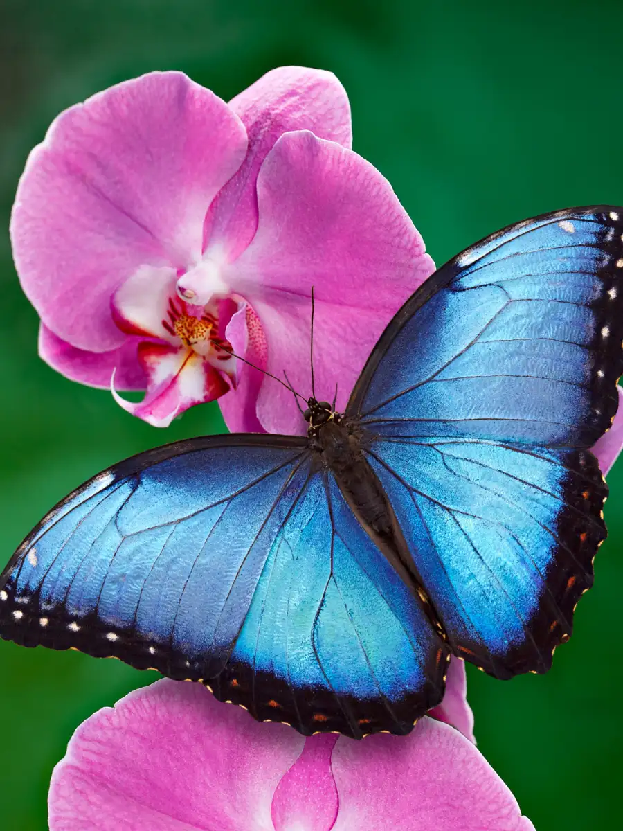 8 most beautiful butterfly species in the world | EconomicTimes