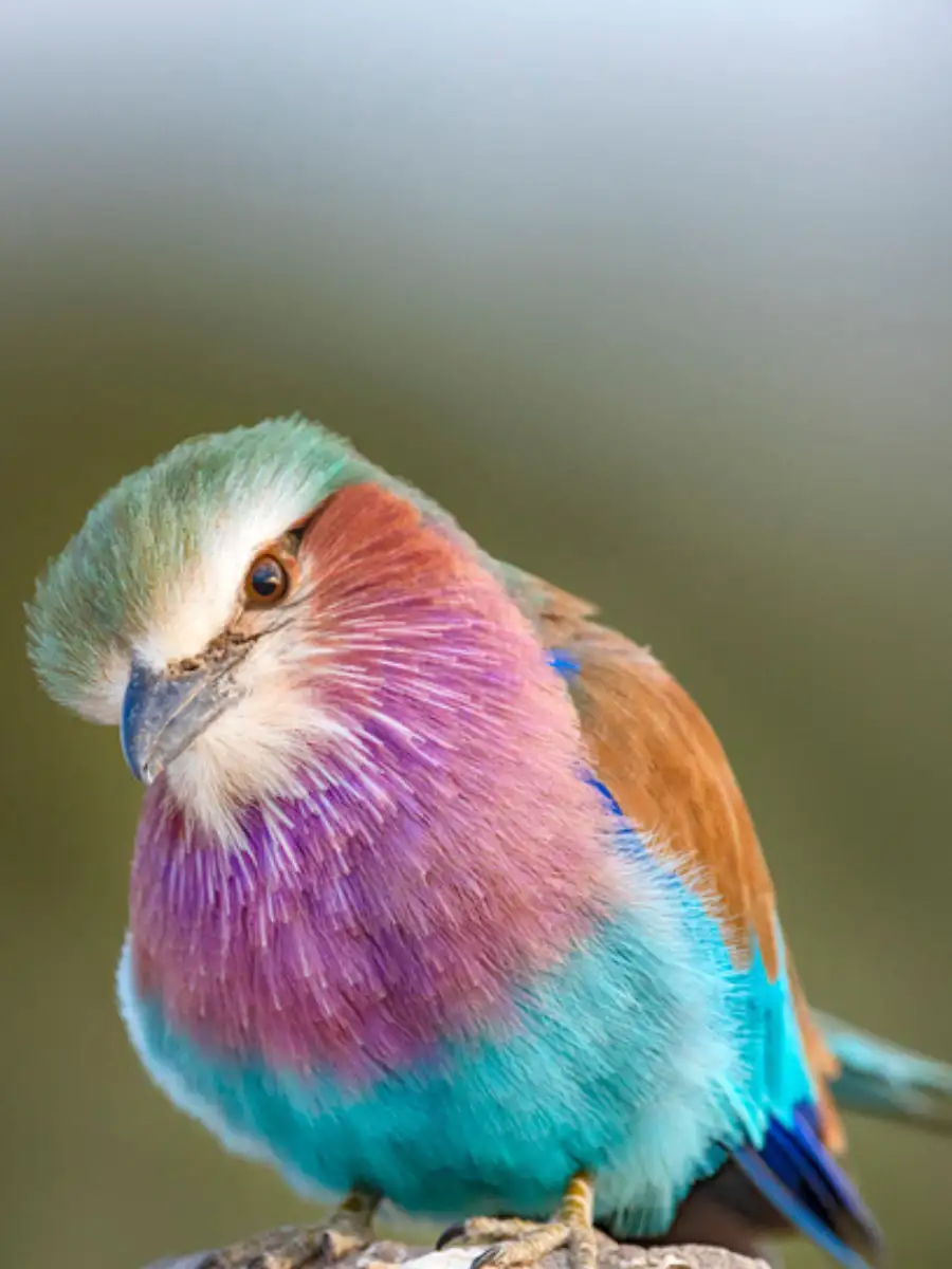 8 vibrant animals that look like walking rainbows | EconomicTimes