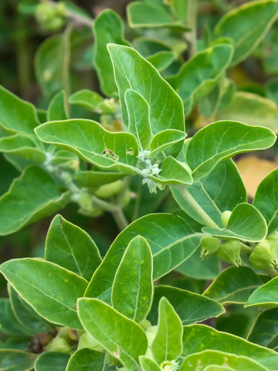 8 powerful herbs for sharper memory and boost brain power | EconomicTimes