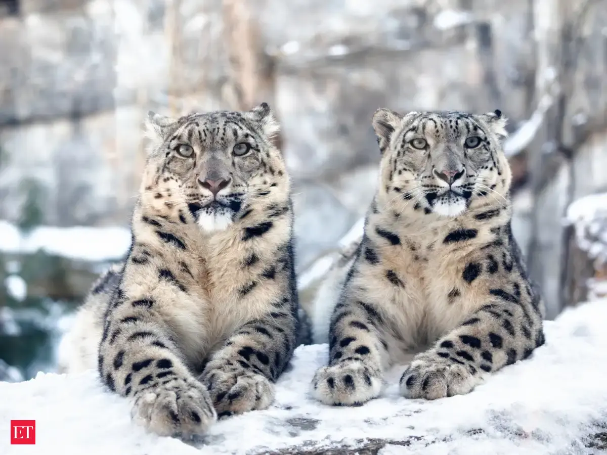 6 exotic animals you must see in Hemis National Park, Ladakh - Snow ...